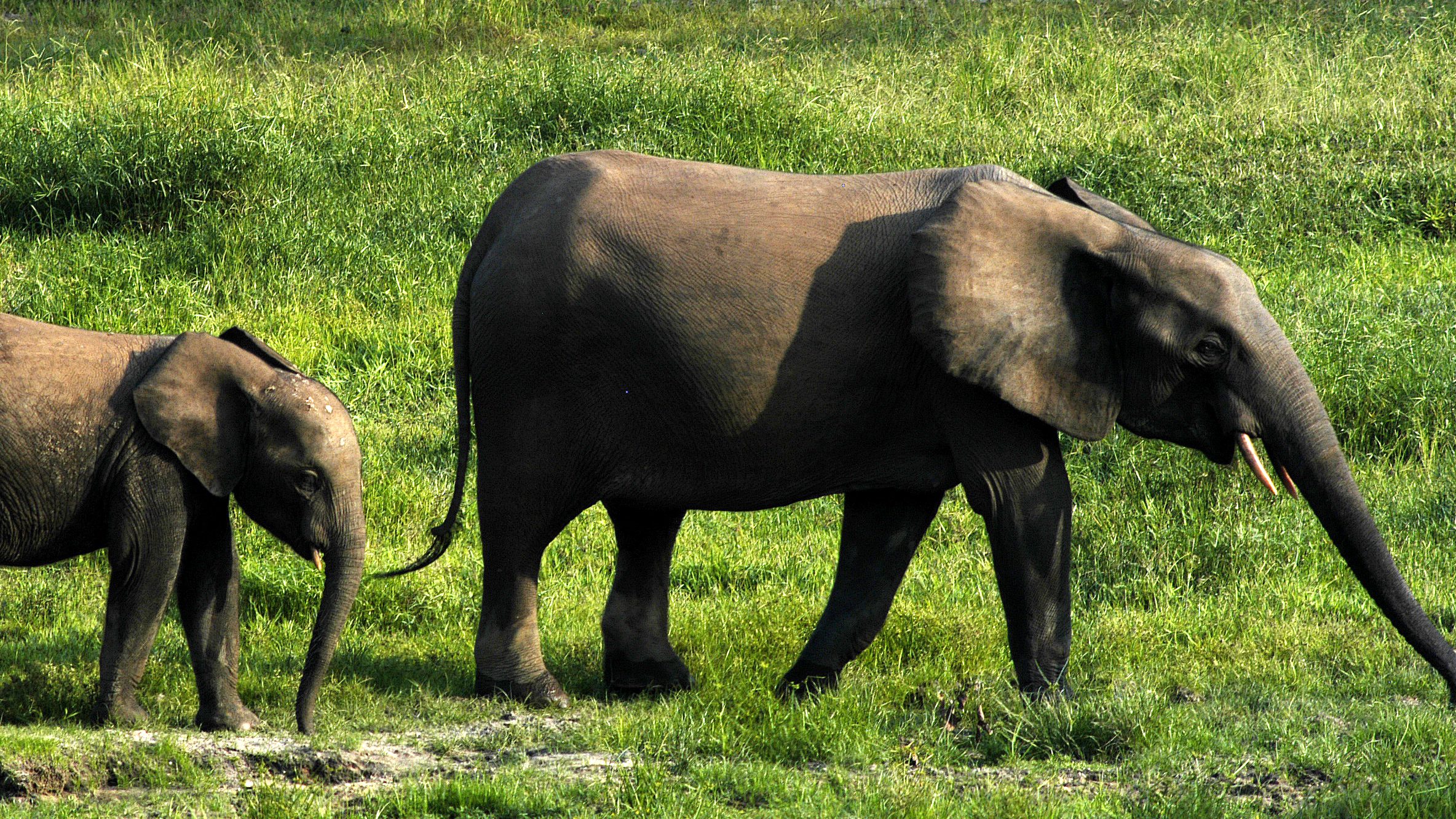 Evolution – Elephant Listening Project