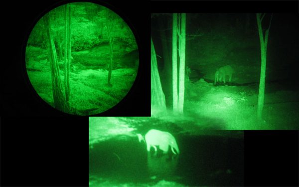 Night Gallery – Elephant Listening Project