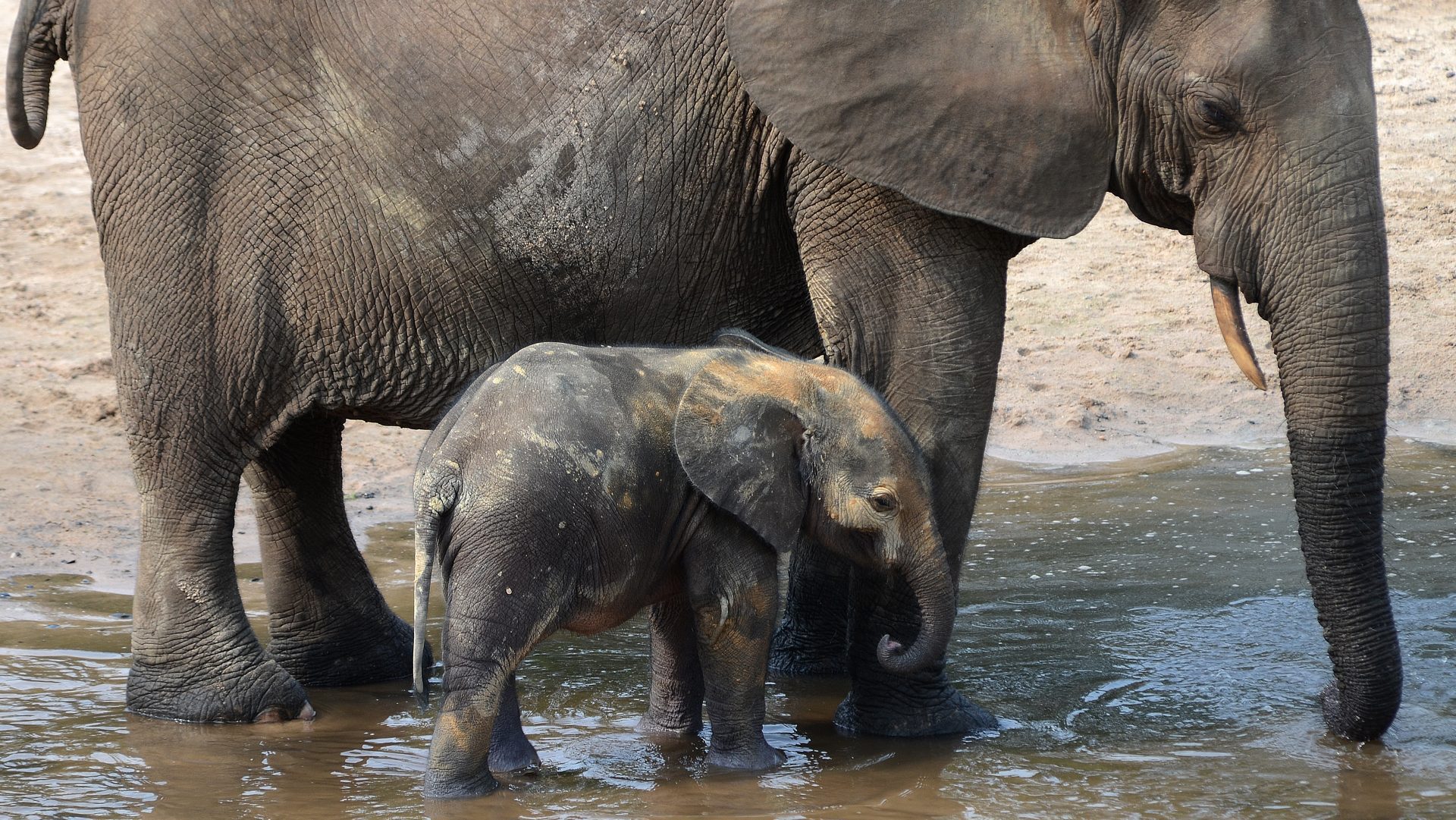 Elephant Listening Project