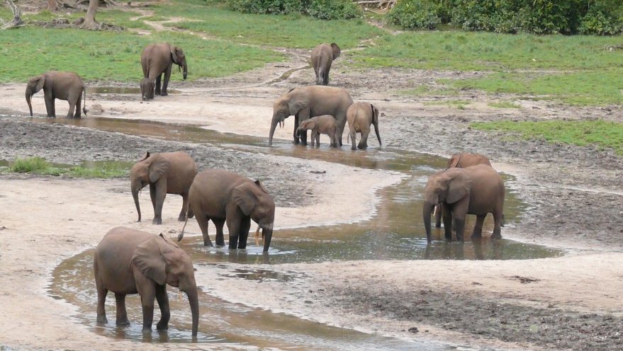 Elephant Listening Project
