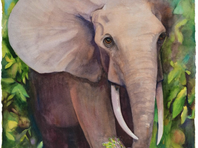 How to Support the Elephant Listening Project – Elephant Listening Project